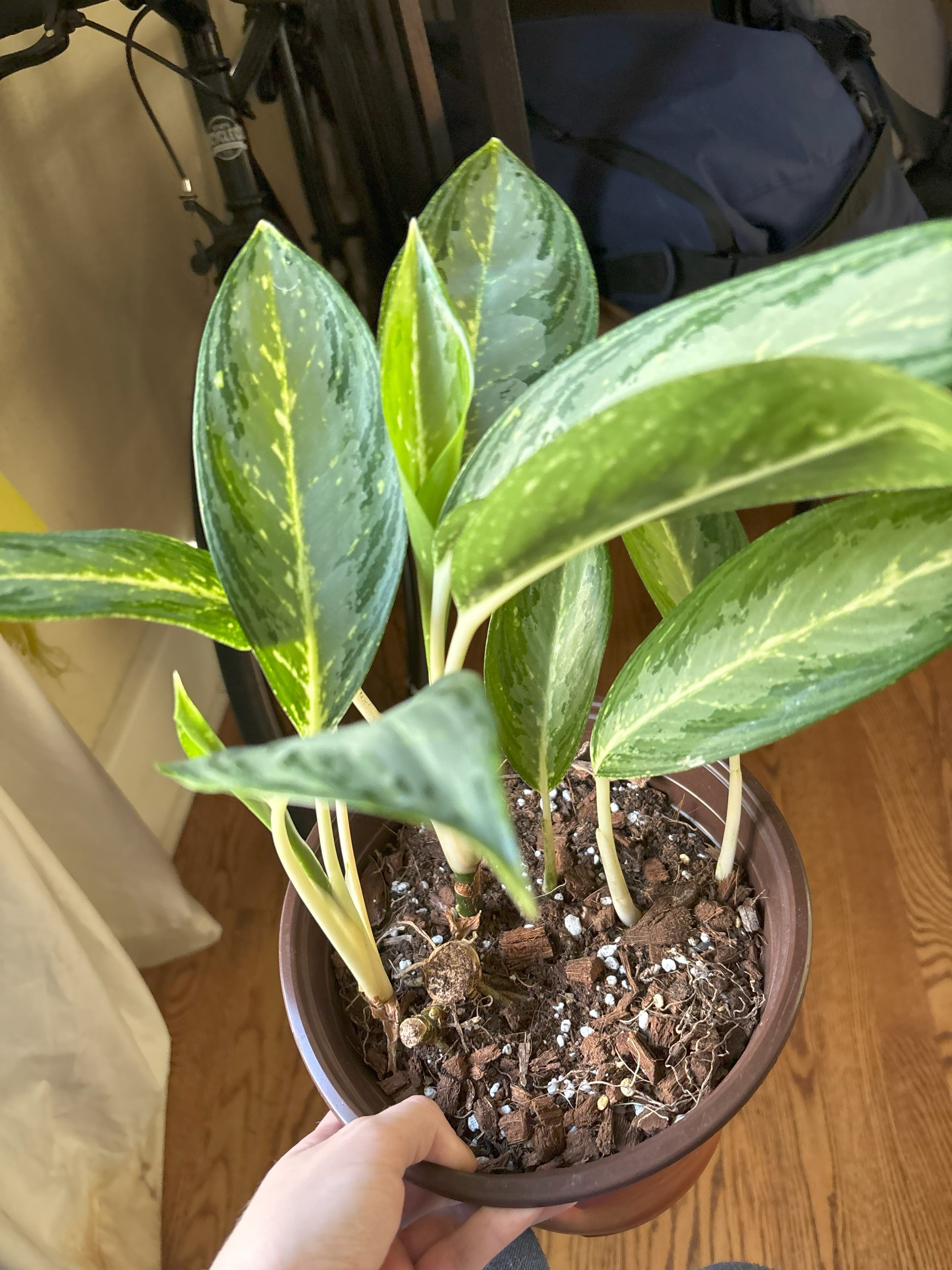 Rehabilitation | Fancy Plants Seattle