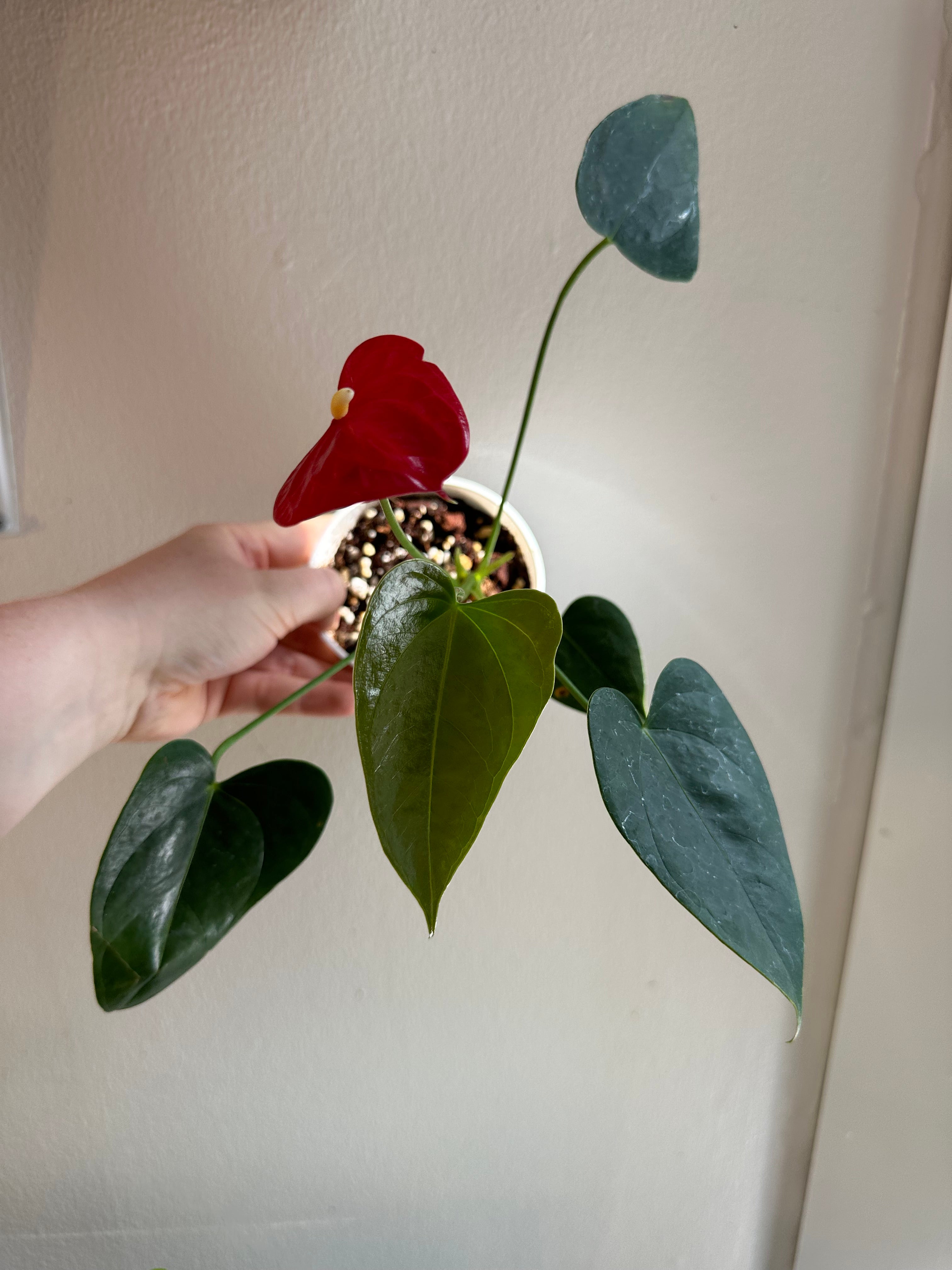 Anthurium andraenum | Fancy Plants Seattle