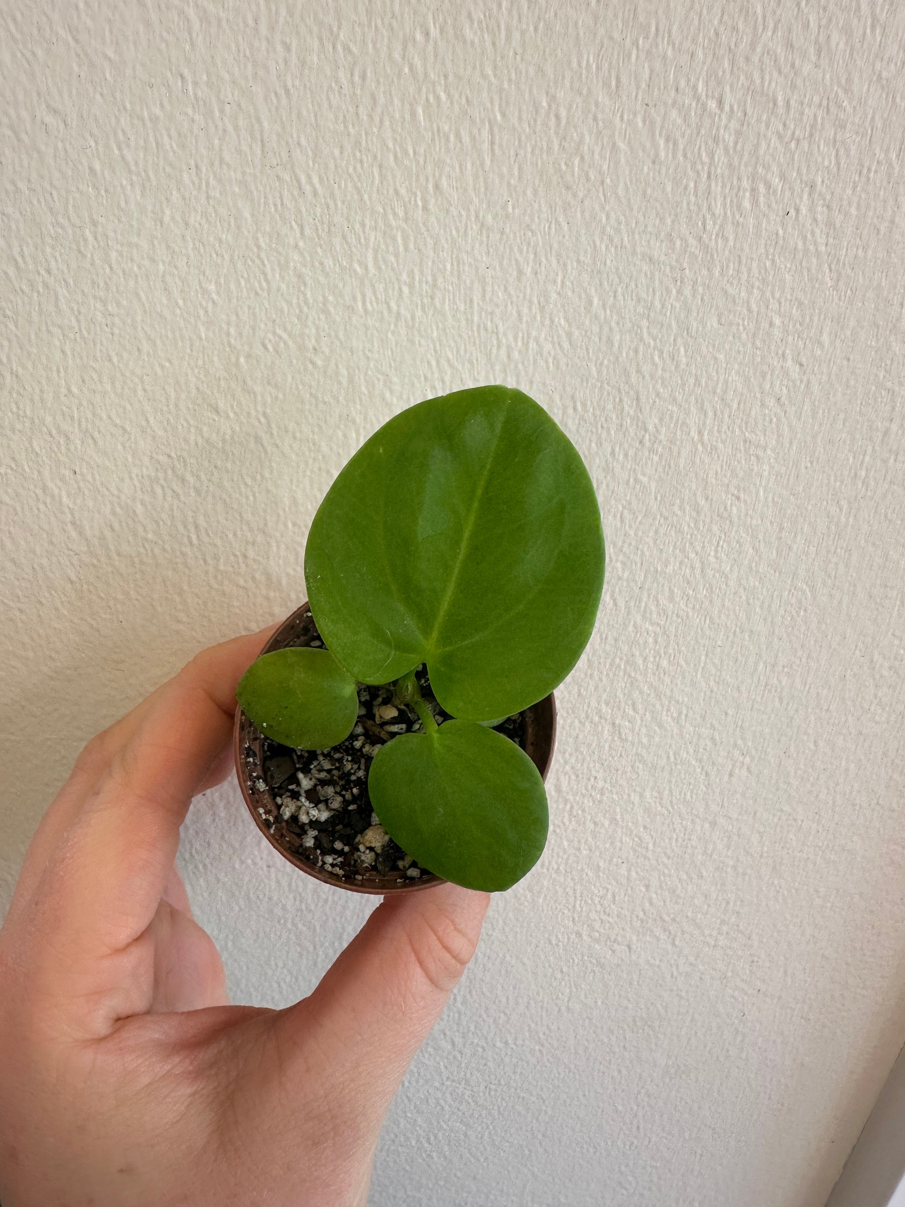 Anthurium villenaorum | Fancy Plants Seattle
