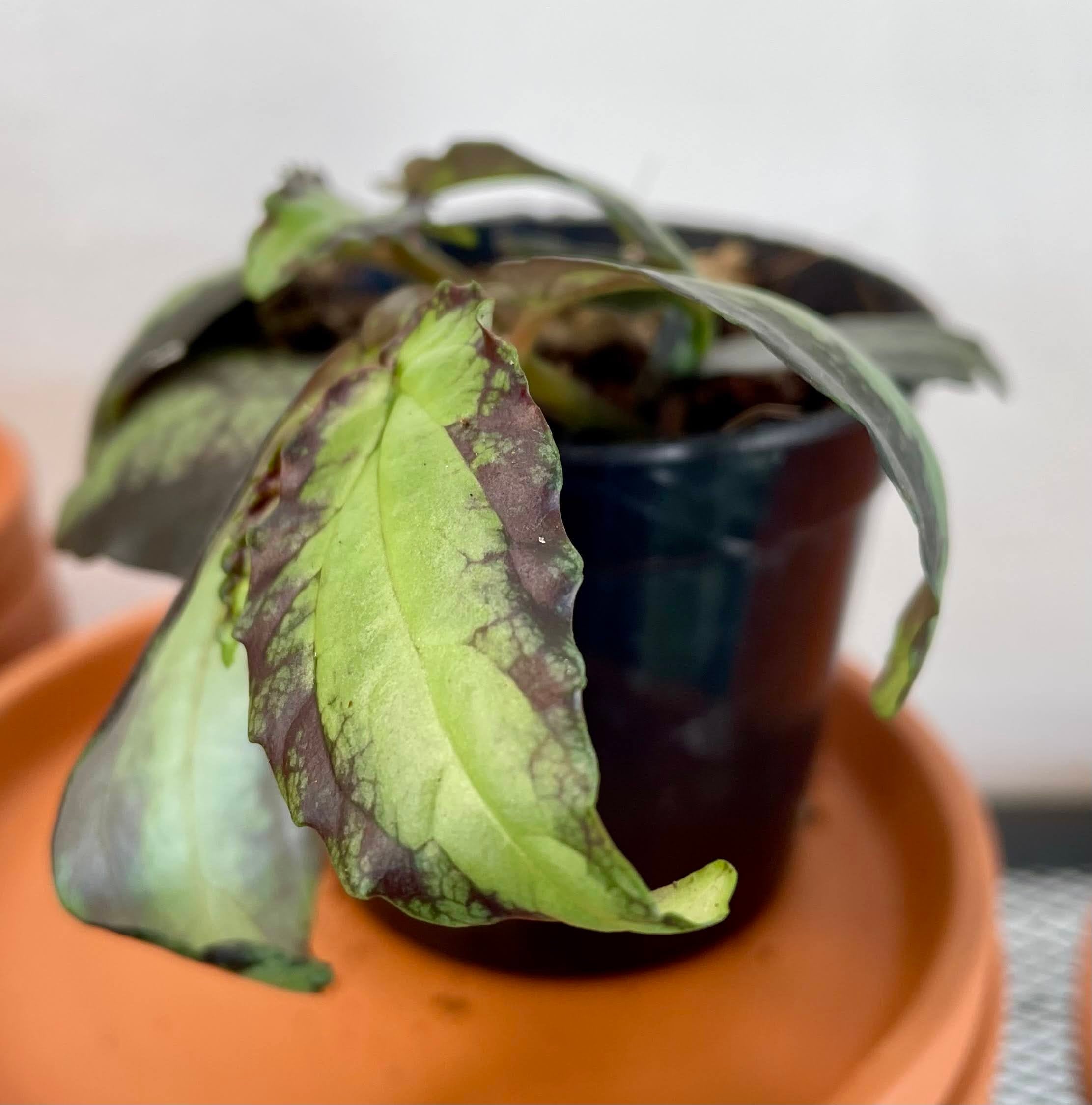 Pellionia repens 'Watermelon Begonia' | Fancy Plants Seattle