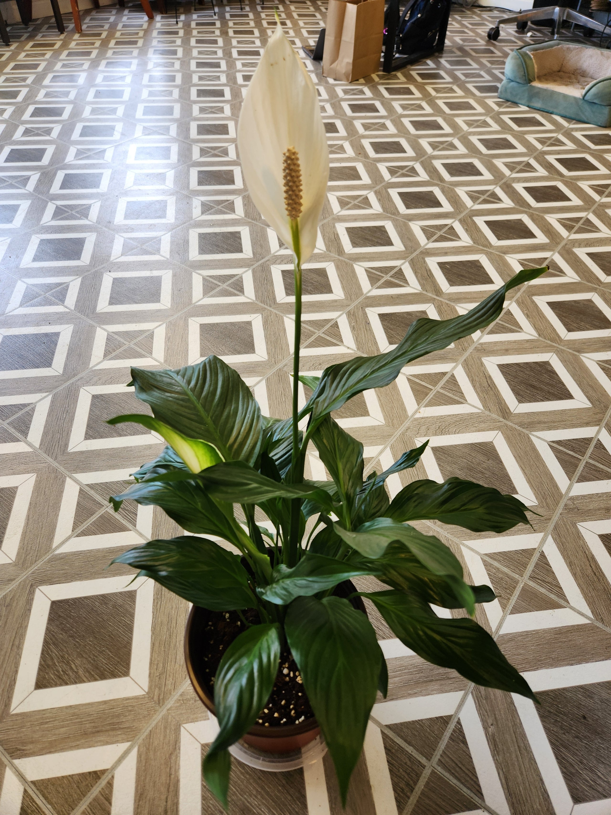 Spathiphyllum 'Romeo' | Fancy Plants Seattle