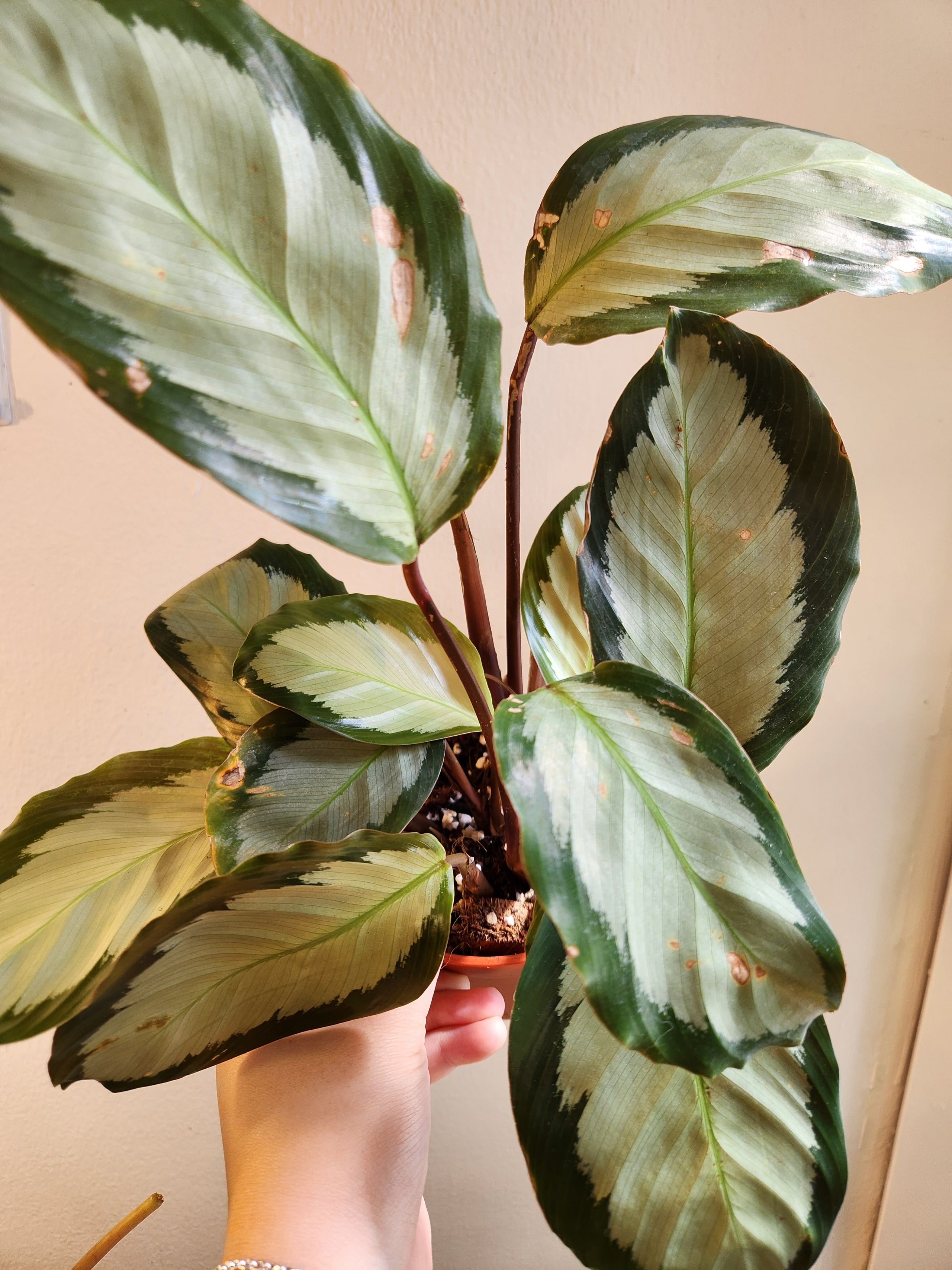 Calathea picturata | Fancy Plants Seattle