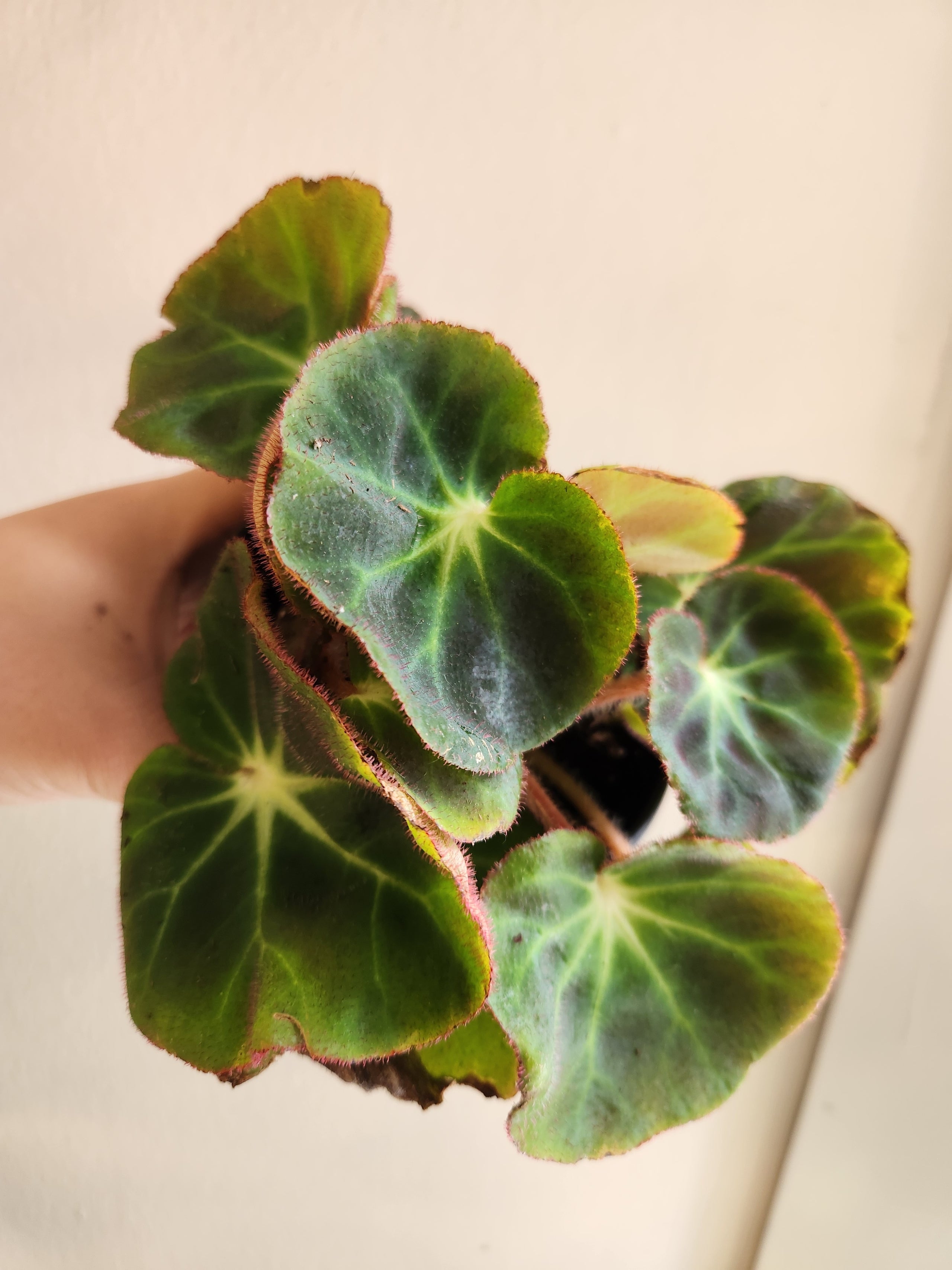 Begonia subacida | Fancy Plants Seattle